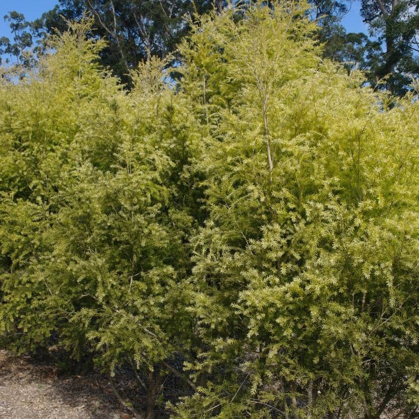 Melaleuca bracteata Revolution Gold – Divine Plants Online Shop