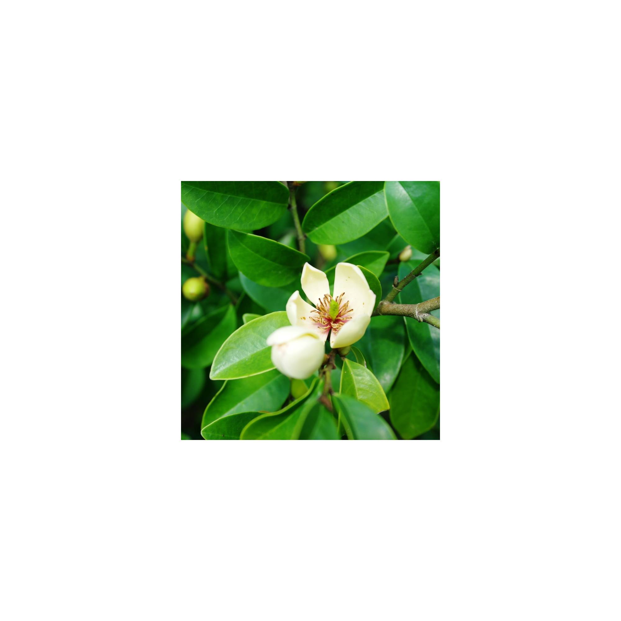Michelia Coco – Divine Plants Online Shop
