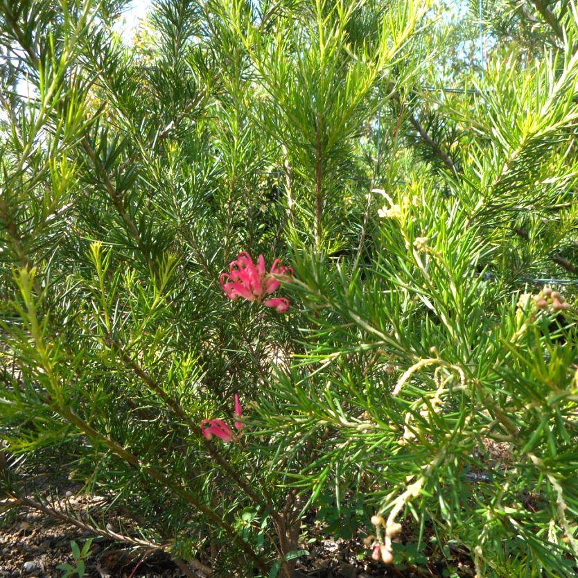 Grevillea Pink Pearl – Divine Plants Online Shop