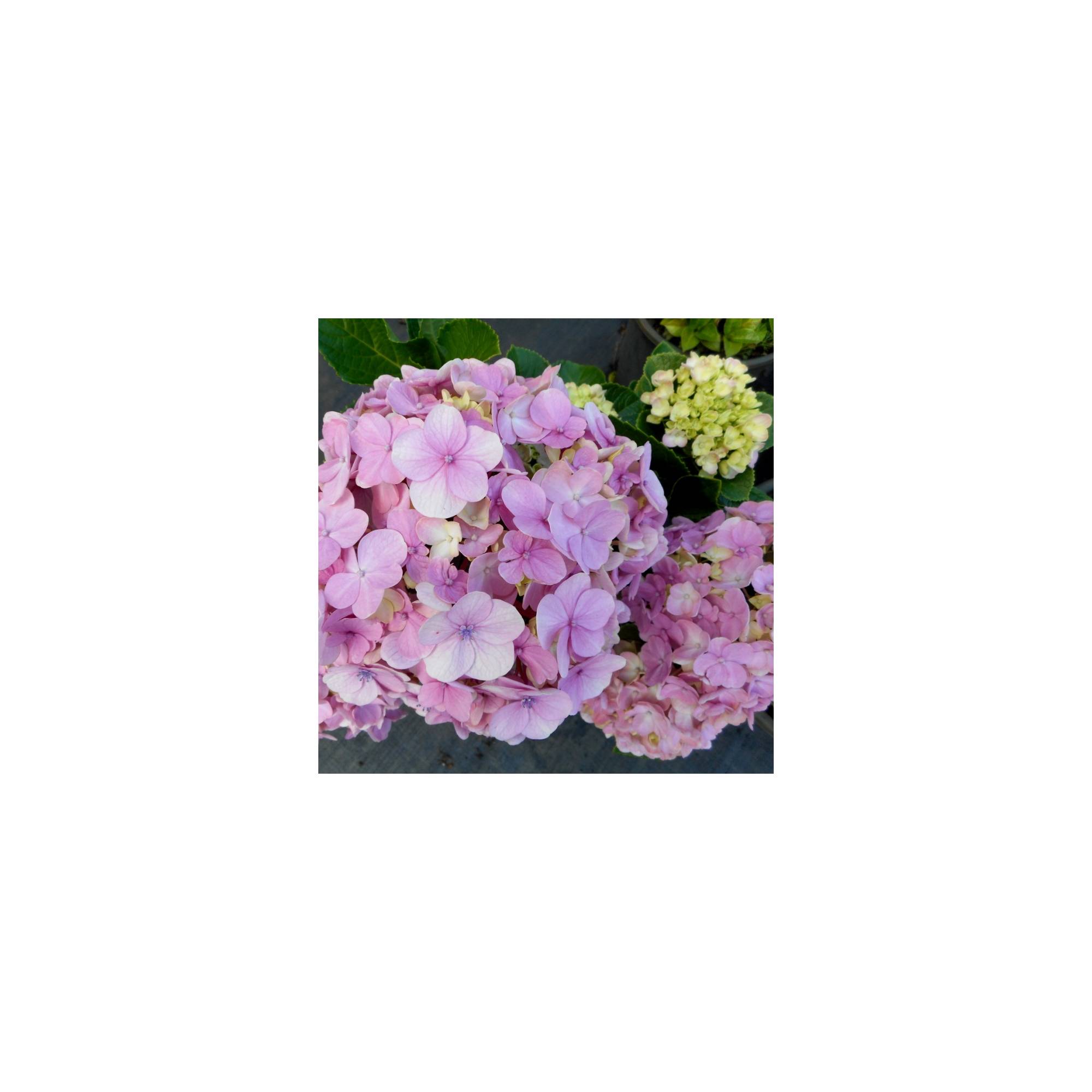 Hydrangea Assorted – Divine Plants Online Shop