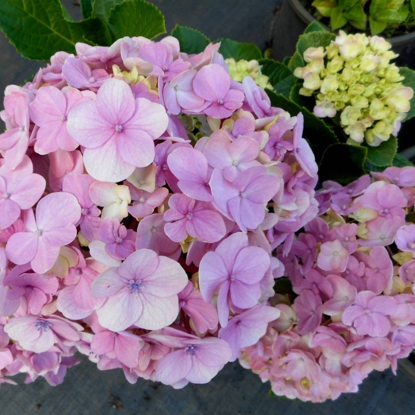 Hydrangea Assorted – Divine Plants Online Shop