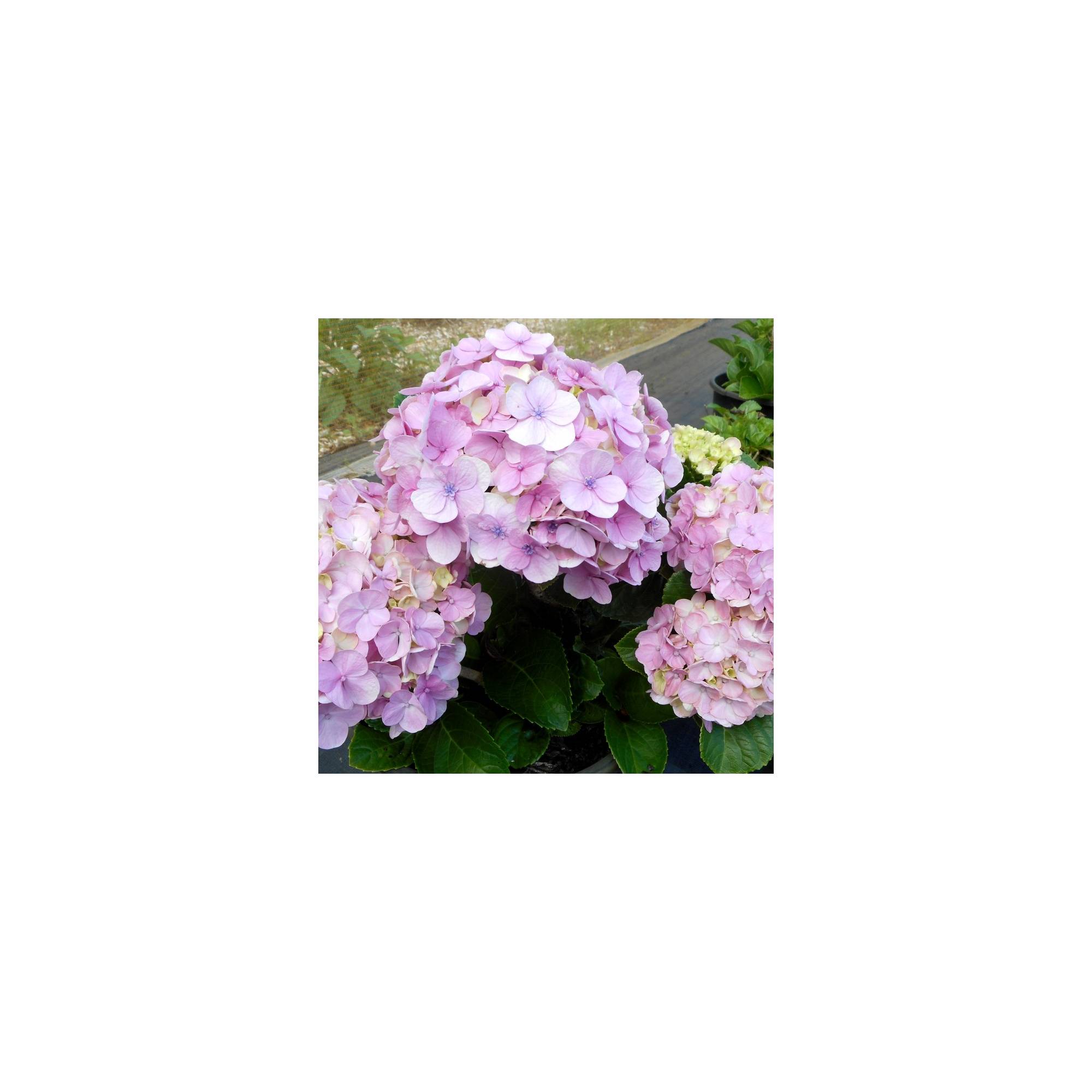 Hydrangea Assorted – Divine Plants Online Shop