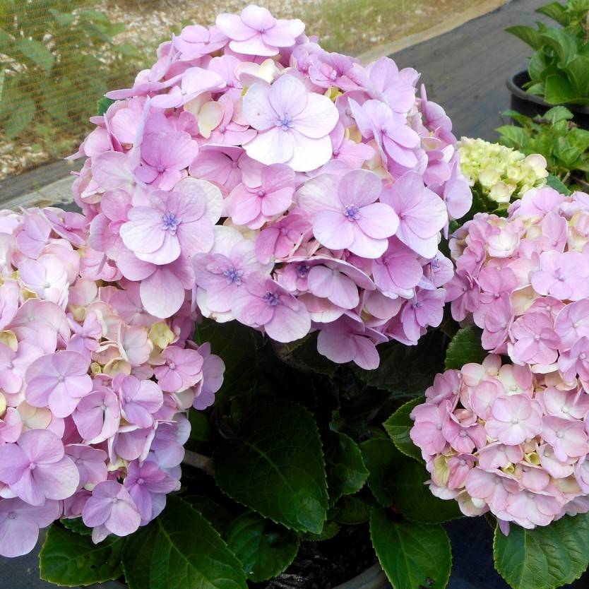 Hydrangea Assorted – Divine Plants Online Shop