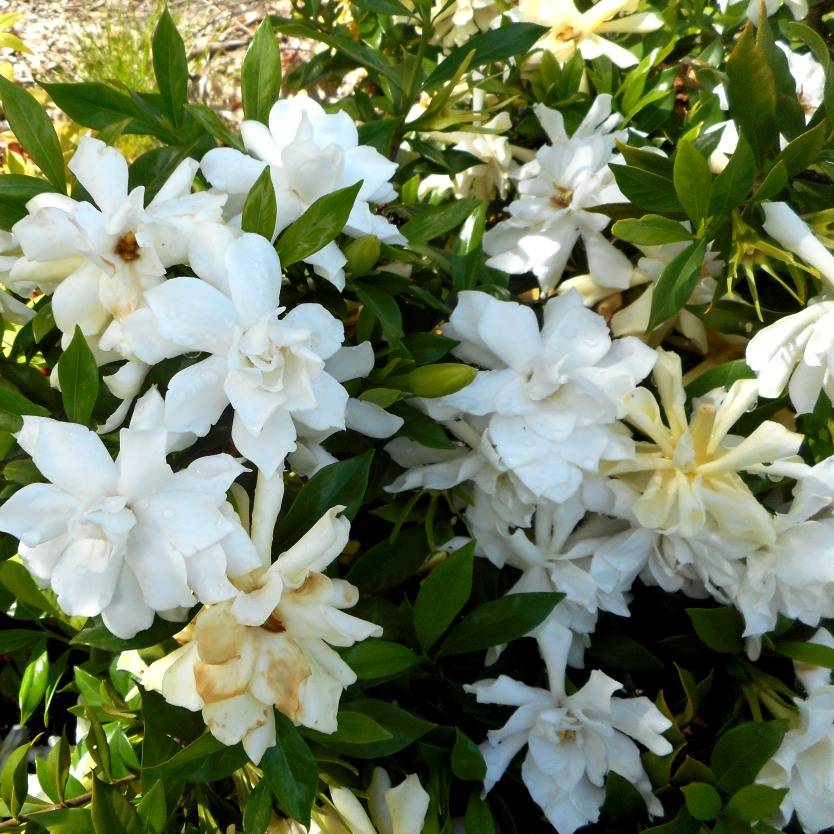 Gardenia augusta Four Seasons – Divine Plants Online Shop