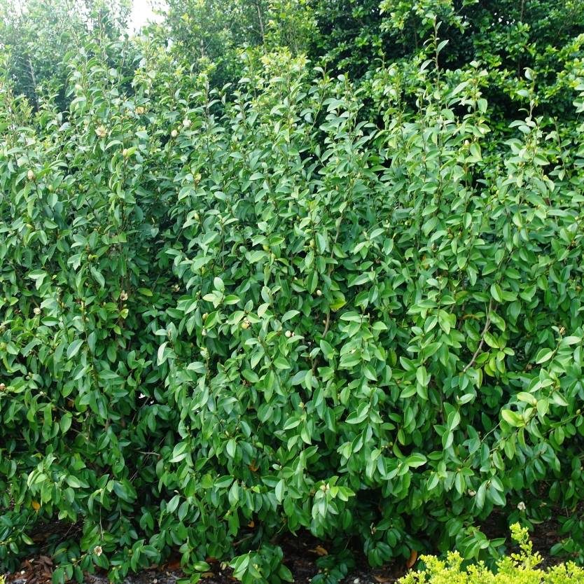 Michelia Coco – Divine Plants Online Shop