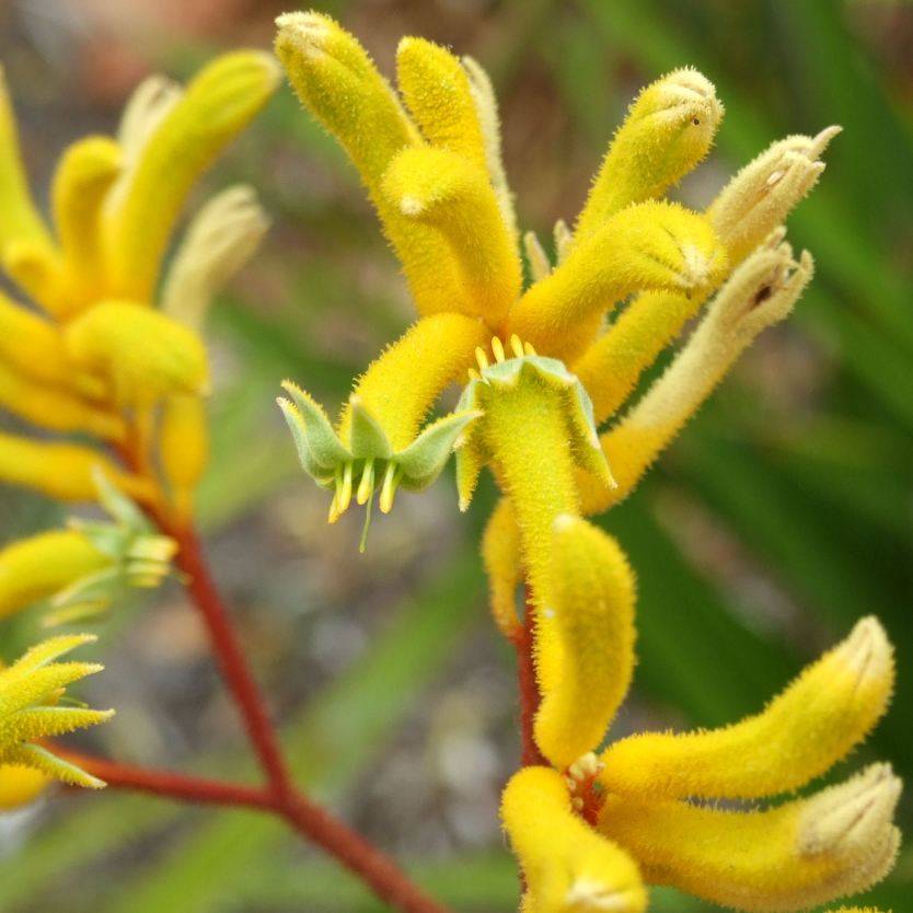 Anigozanthos flavidus Green – Divine Plants Online Shop