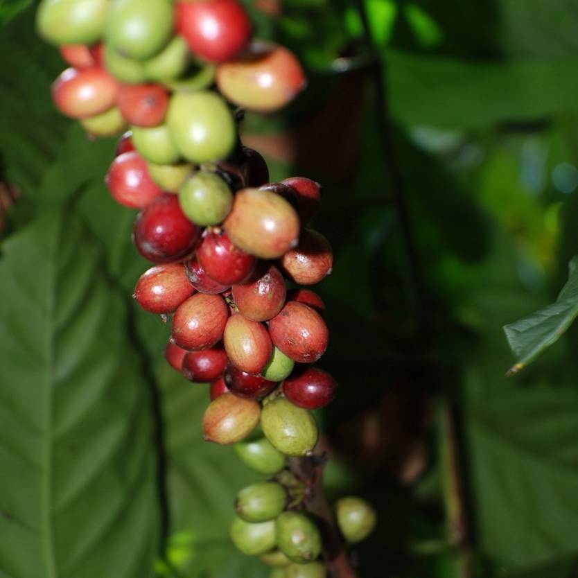 Coffea arabica – Divine Plants Online Shop
