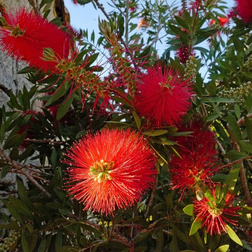 Callistemon citrinus – Divine Plants Online Shop