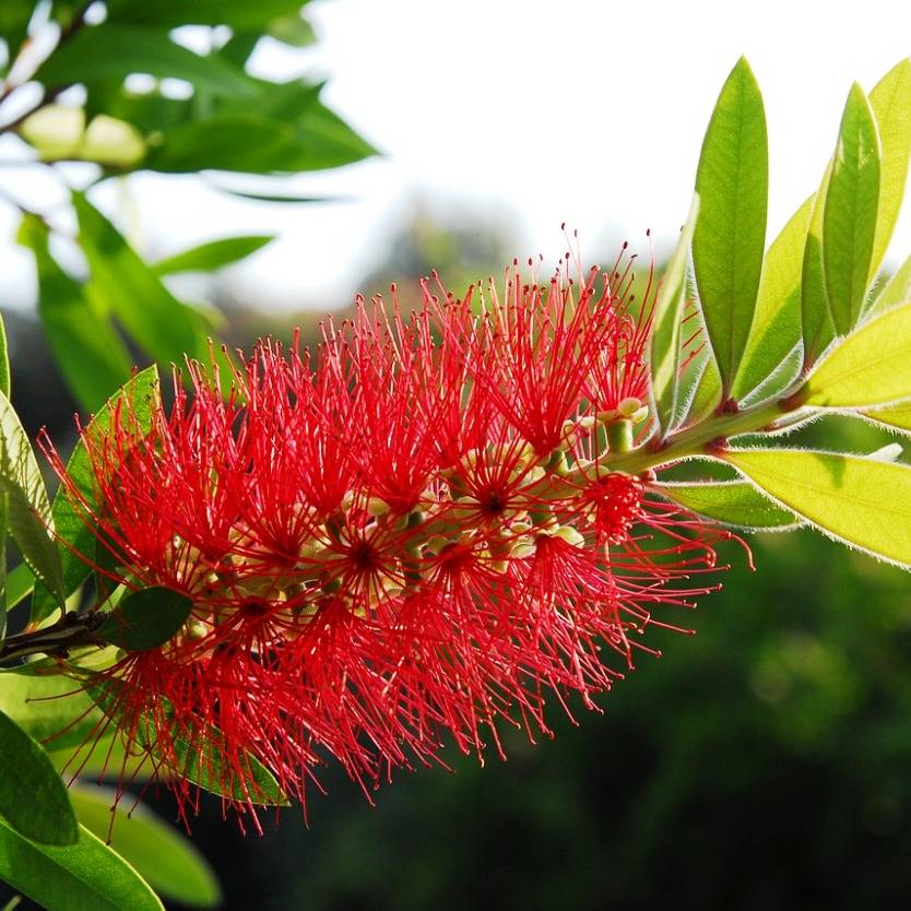Callistemon citrinus – Divine Plants Online Shop