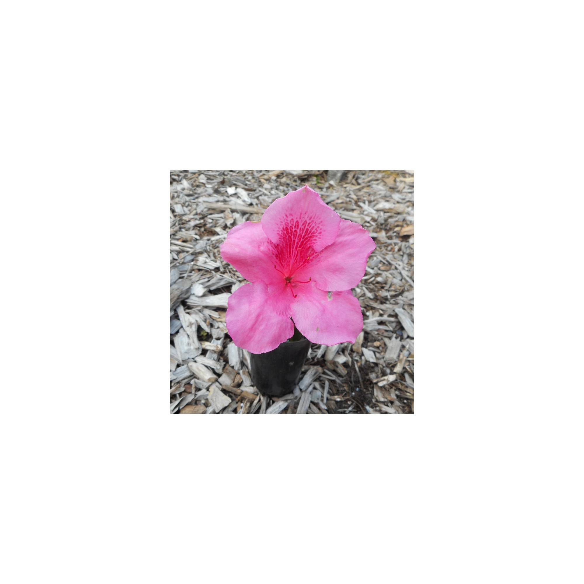 Azalea Carnival Queen – Divine Plants Online Shop