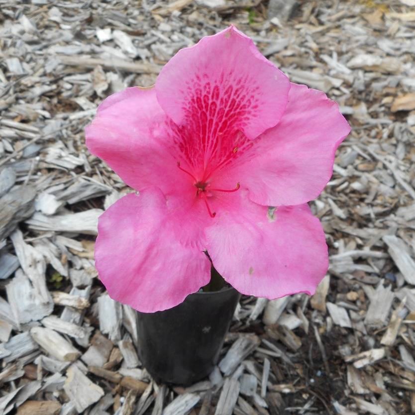 Azalea Carnival Queen – Divine Plants Online Shop