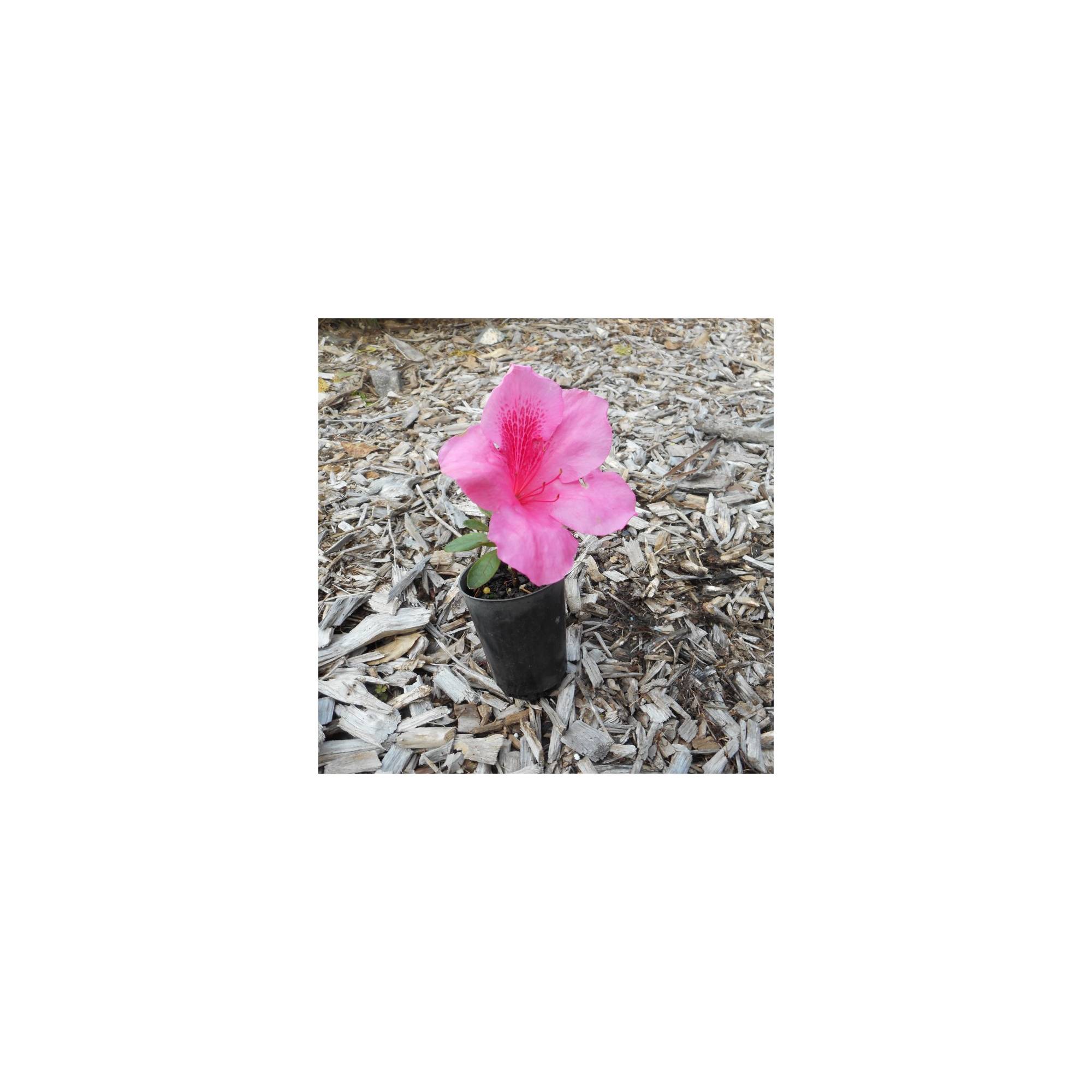 Azalea Carnival Queen – Divine Plants Online Shop