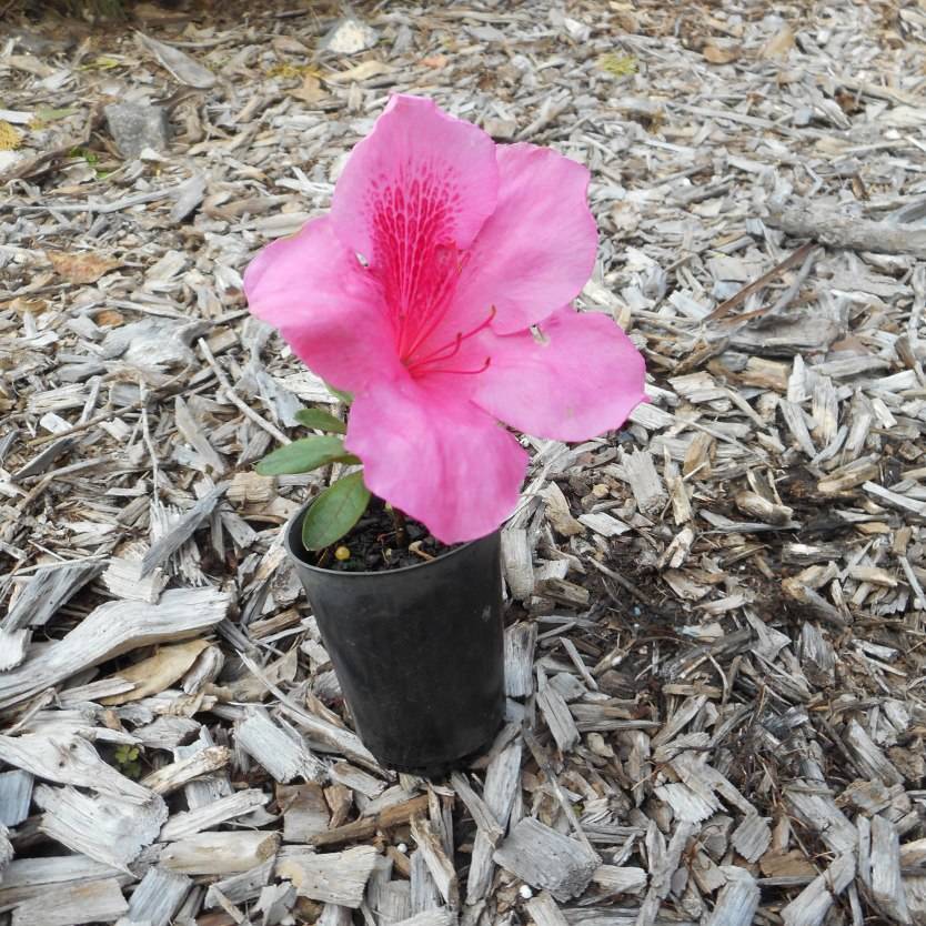 Azalea Carnival Queen – Divine Plants Online Shop