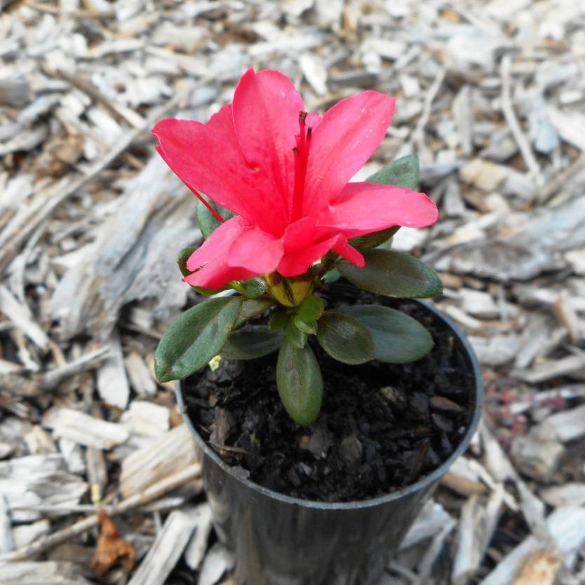 Azalea Christmas Cheer – Divine Plants Online Shop