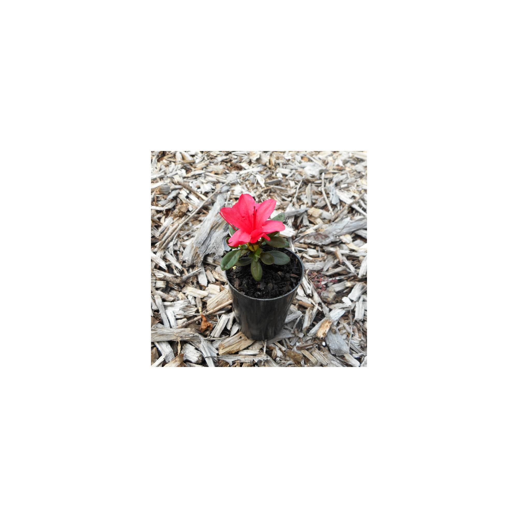 Azalea Christmas Cheer – Divine Plants Online Shop