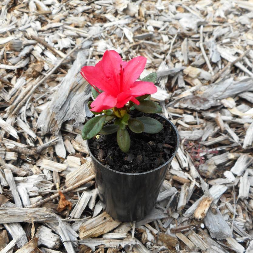 Azalea Christmas Cheer – Divine Plants Online Shop