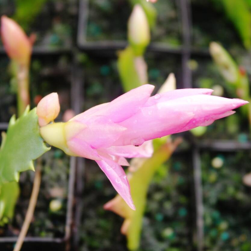 Schlumbergera truncata Zygocactus Millie – Divine Plants Online Shop