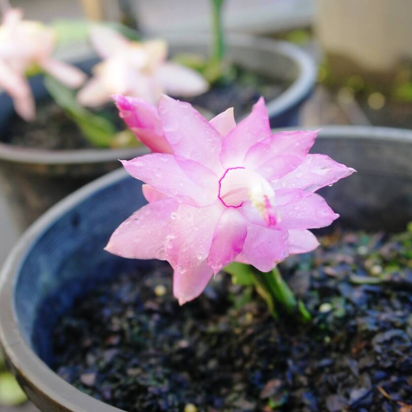Schlumbergera truncata Zygocactus Millie – Divine Plants Online Shop