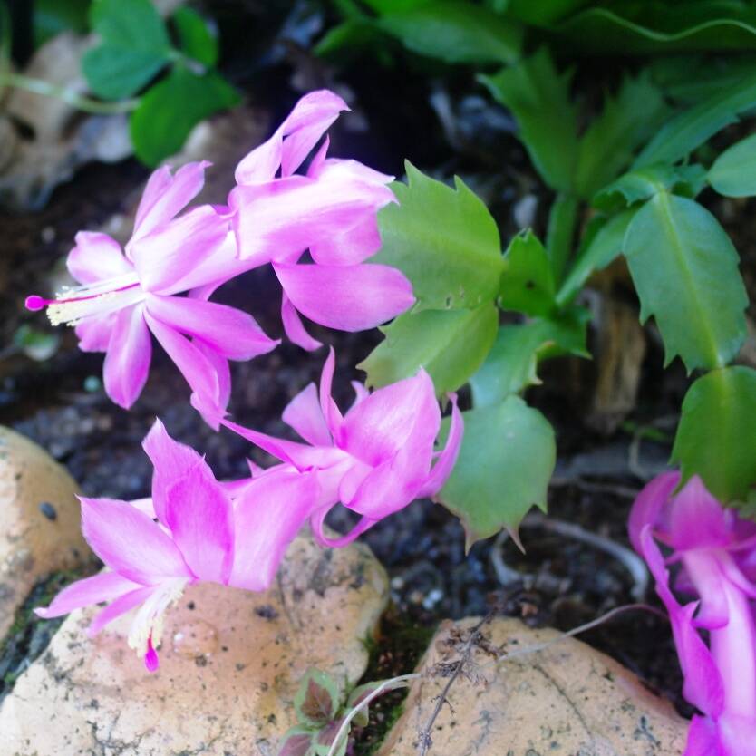 Schlumbergera truncata Zygocactus Millie – Divine Plants Online Shop