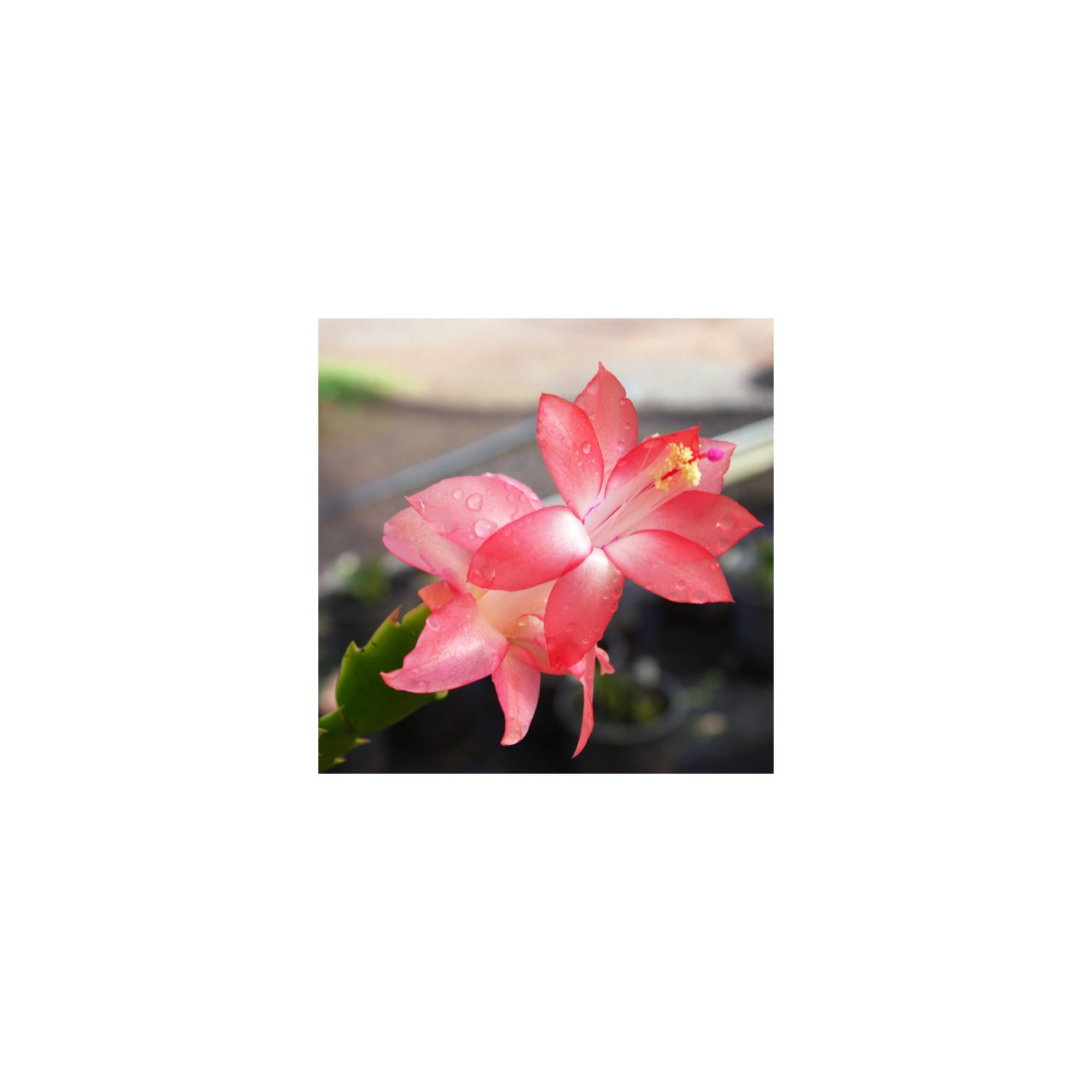 Schlumbergera truncata Zygocactus 'Rosebud' – Divine Plants Online Shop