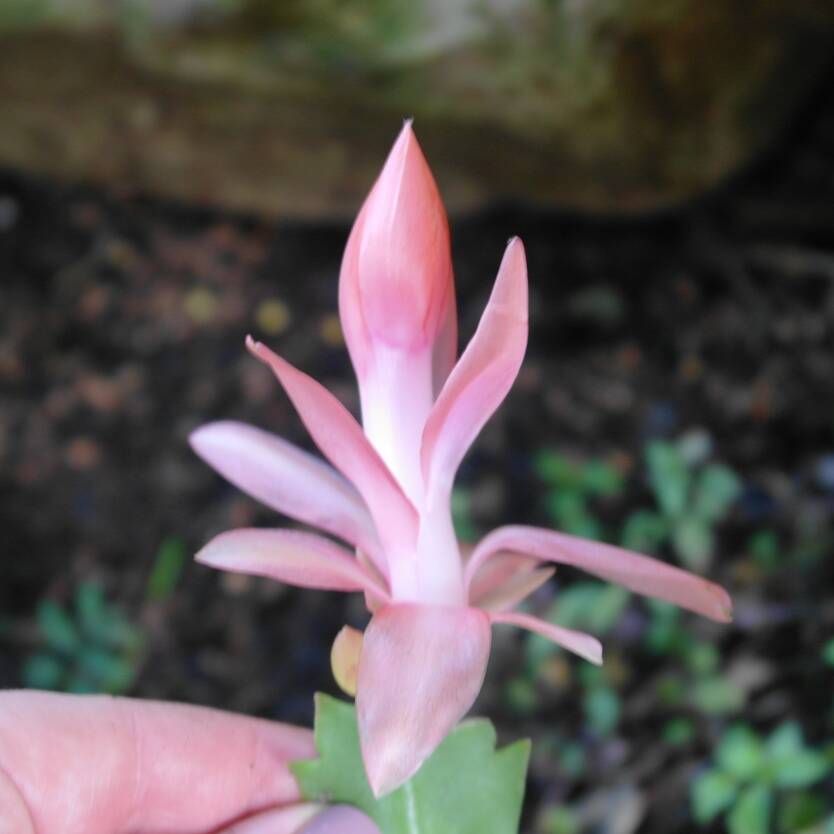 Schlumbergera truncata Zygocactus 'Hybrid Christmas Flame' – Divine ...