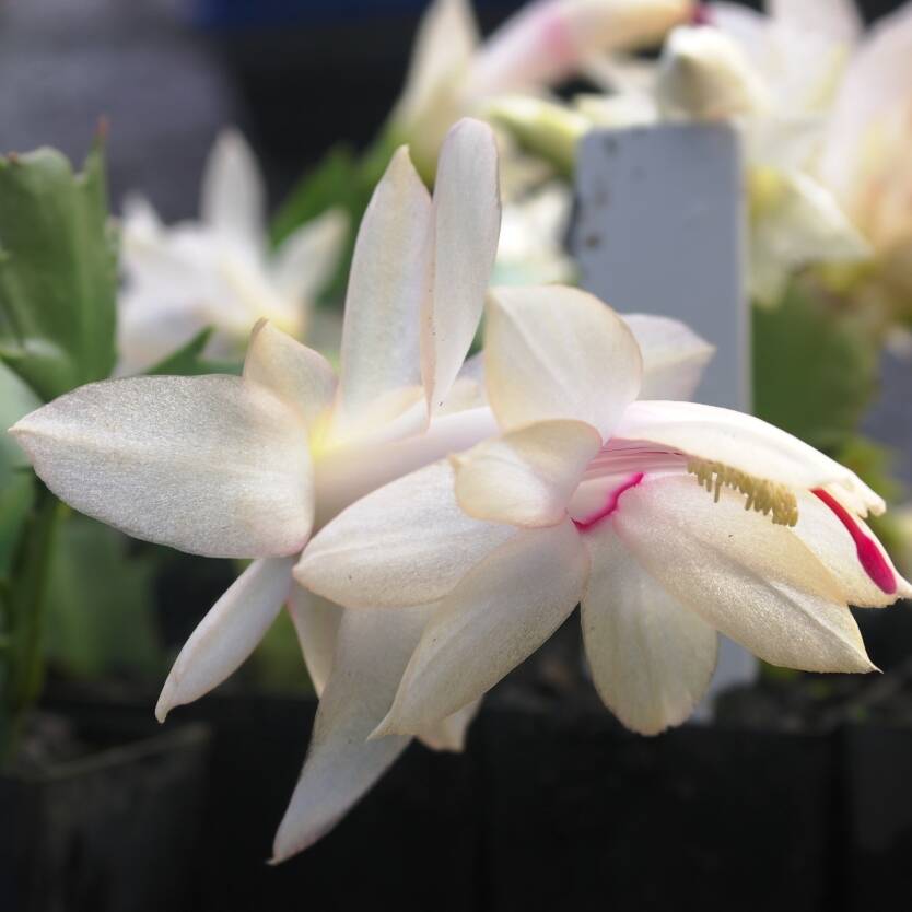 Schlumbergera truncata Zygocactus 'Gold Charm' – Divine Plants Online Shop