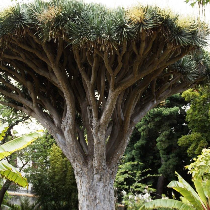 Dracaena draco – Divine Plants Online Shop