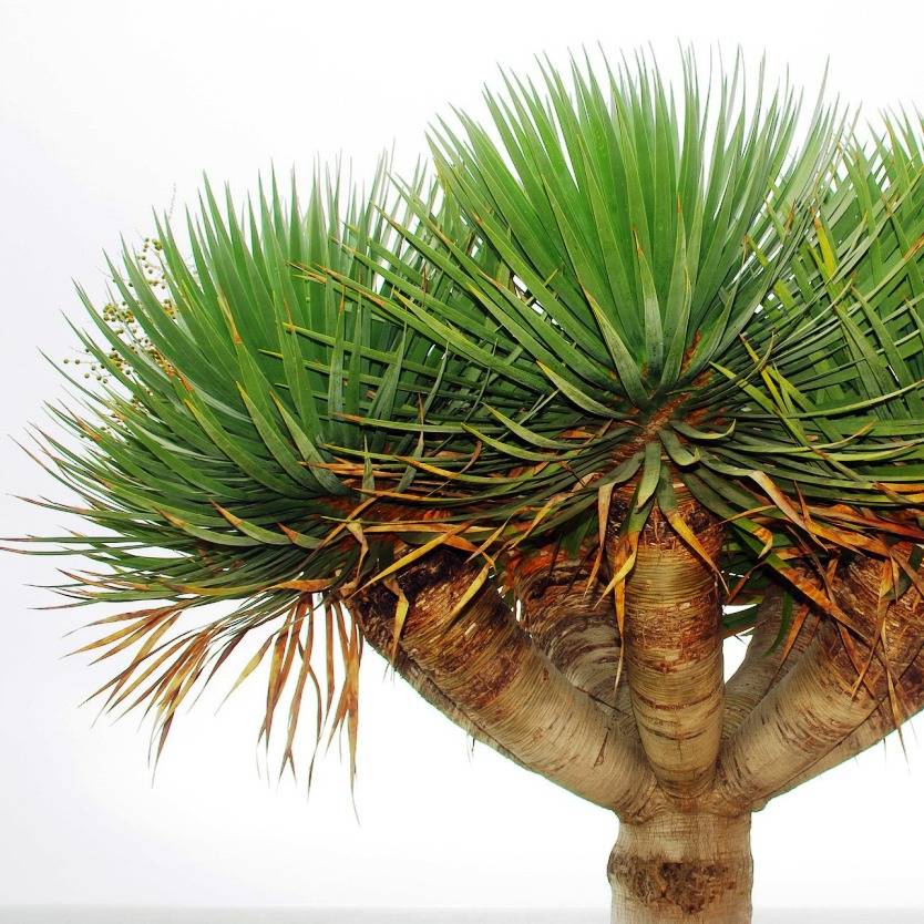 Dracaena draco – Divine Plants Online Shop