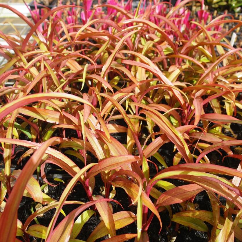 Cordyline Rooster Tail – Divine Plants Online Shop