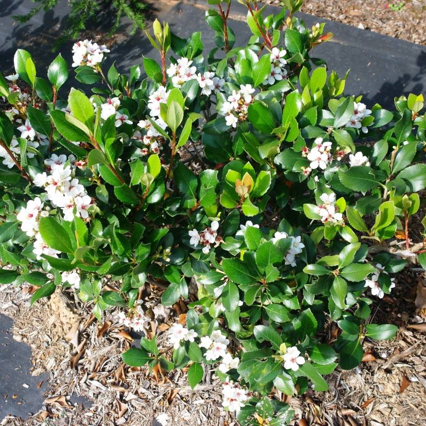 Rhaphiolepis indica – Divine Plants Online Shop