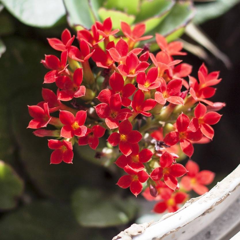 Kalanchoe blossfeldiana Red – Divine Plants Online Shop