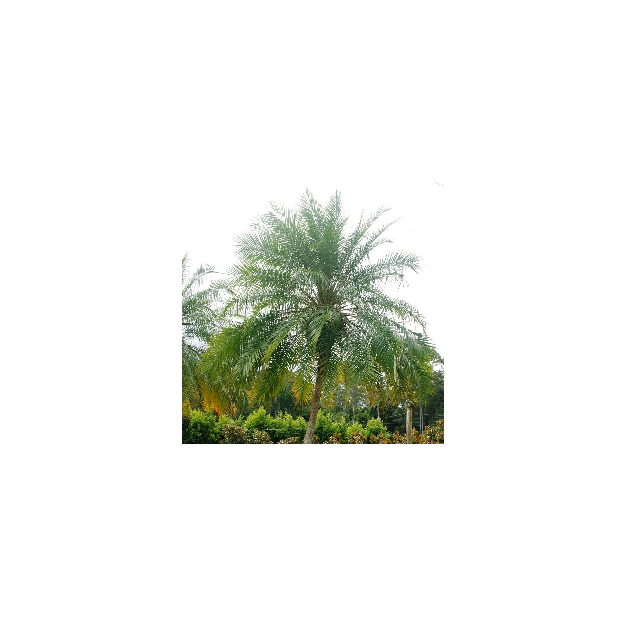 Phoenix roebelenii – Divine Plants Online Shop