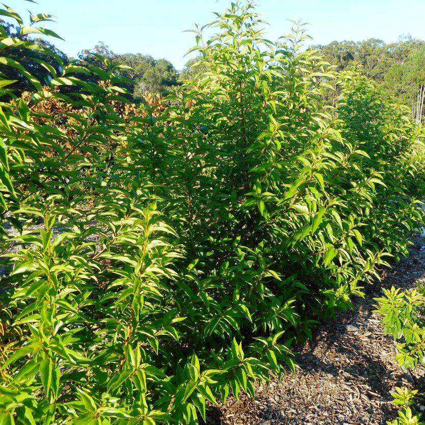 Citharexylum spinosum – Divine Plants Online Shop