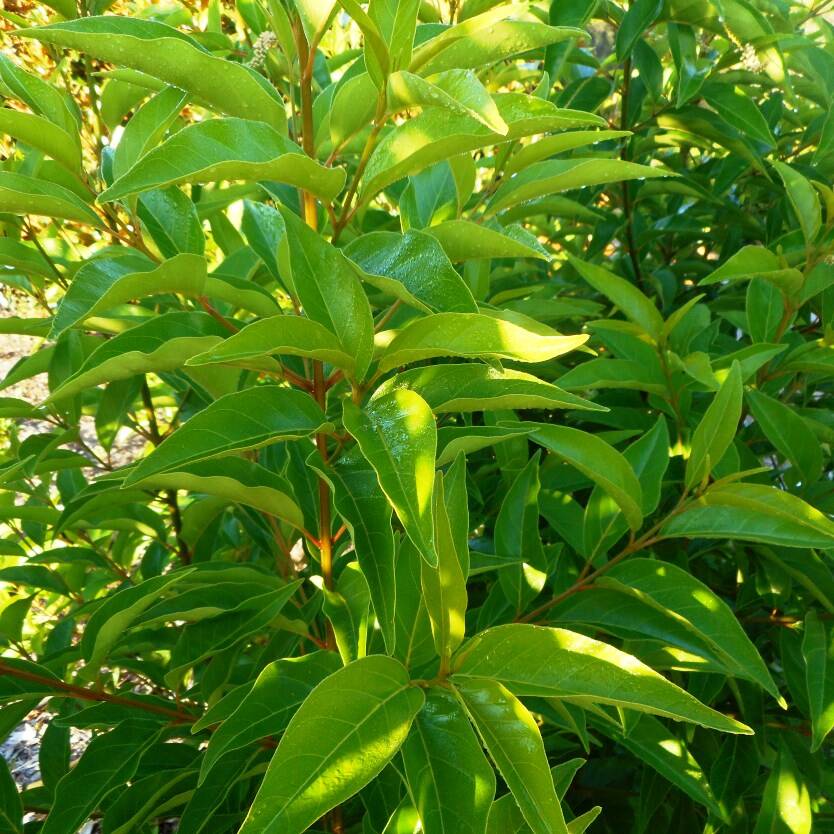 Citharexylum spinosum – Divine Plants Online Shop