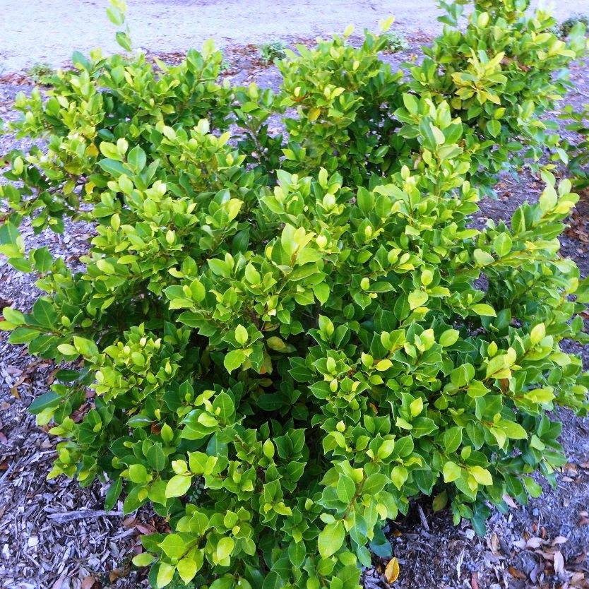 Ficus Emerald – Divine Plants Online Shop