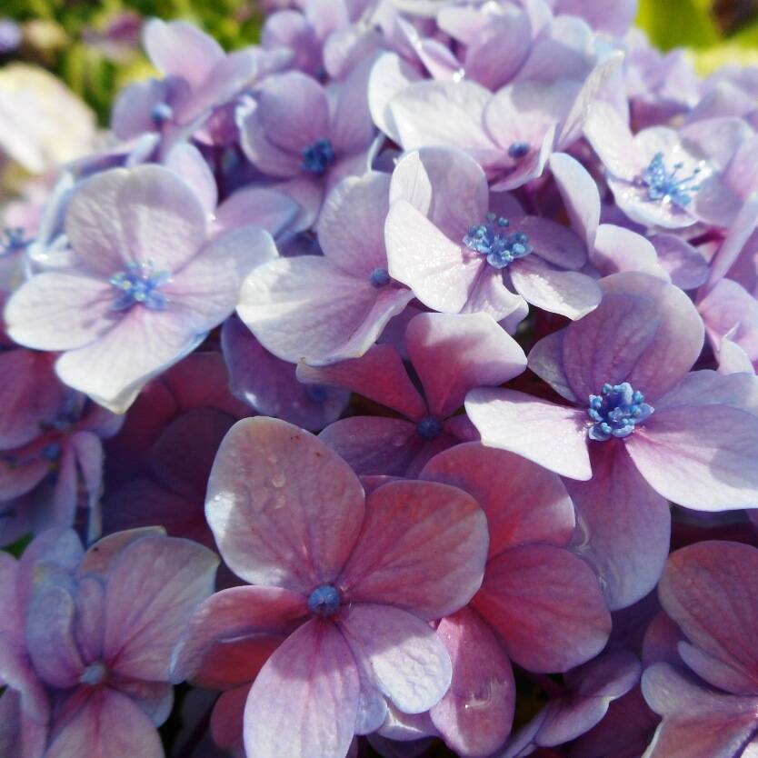 Hydrangea Alpen Gluth – Divine Plants Online Shop