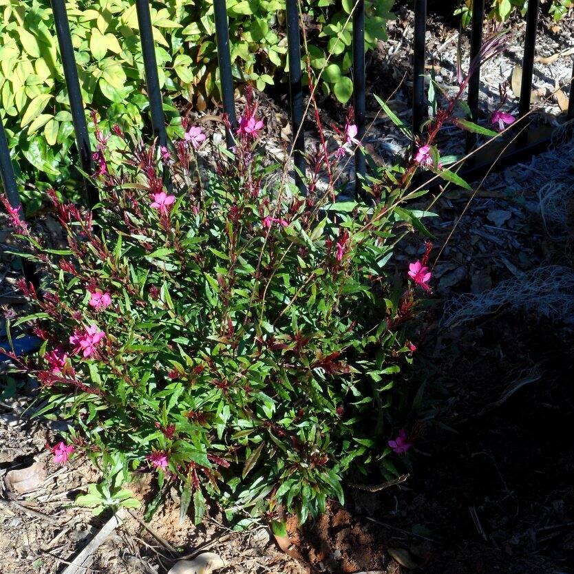 Gaura lindheimeri Pink – Divine Plants Online Shop