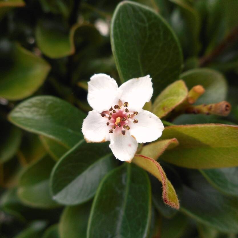 Rhaphiolepis indica Snow Maiden – Divine Plants Online Shop