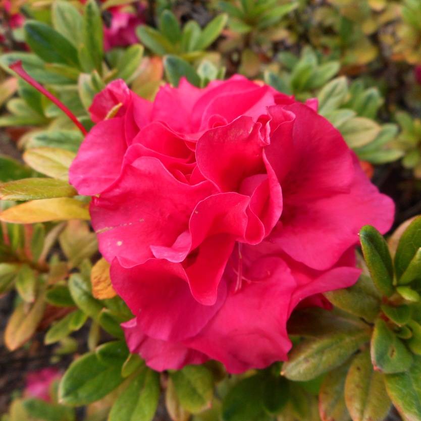 Azalea Prize – Divine Plants Online Shop
