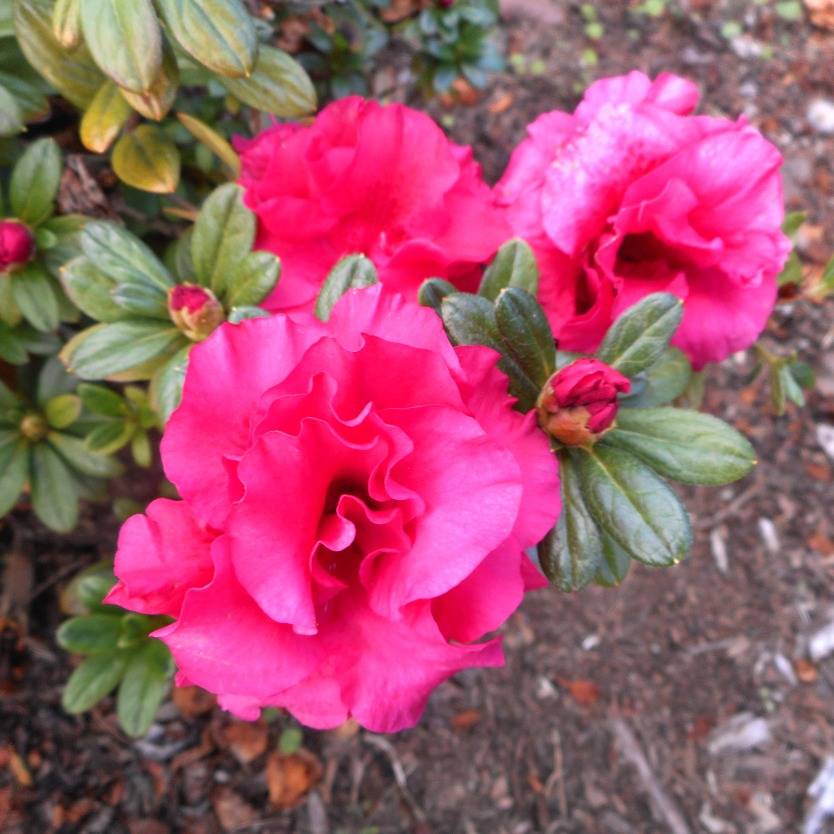 Azalea Prize – Divine Plants Online Shop