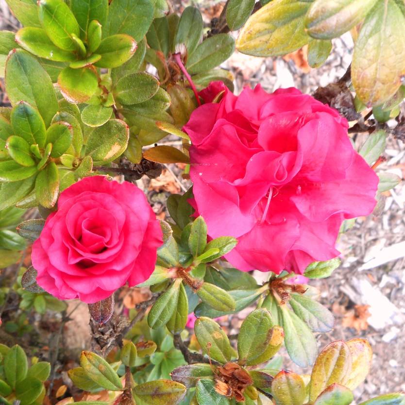 Azalea Prize – Divine Plants Online Shop