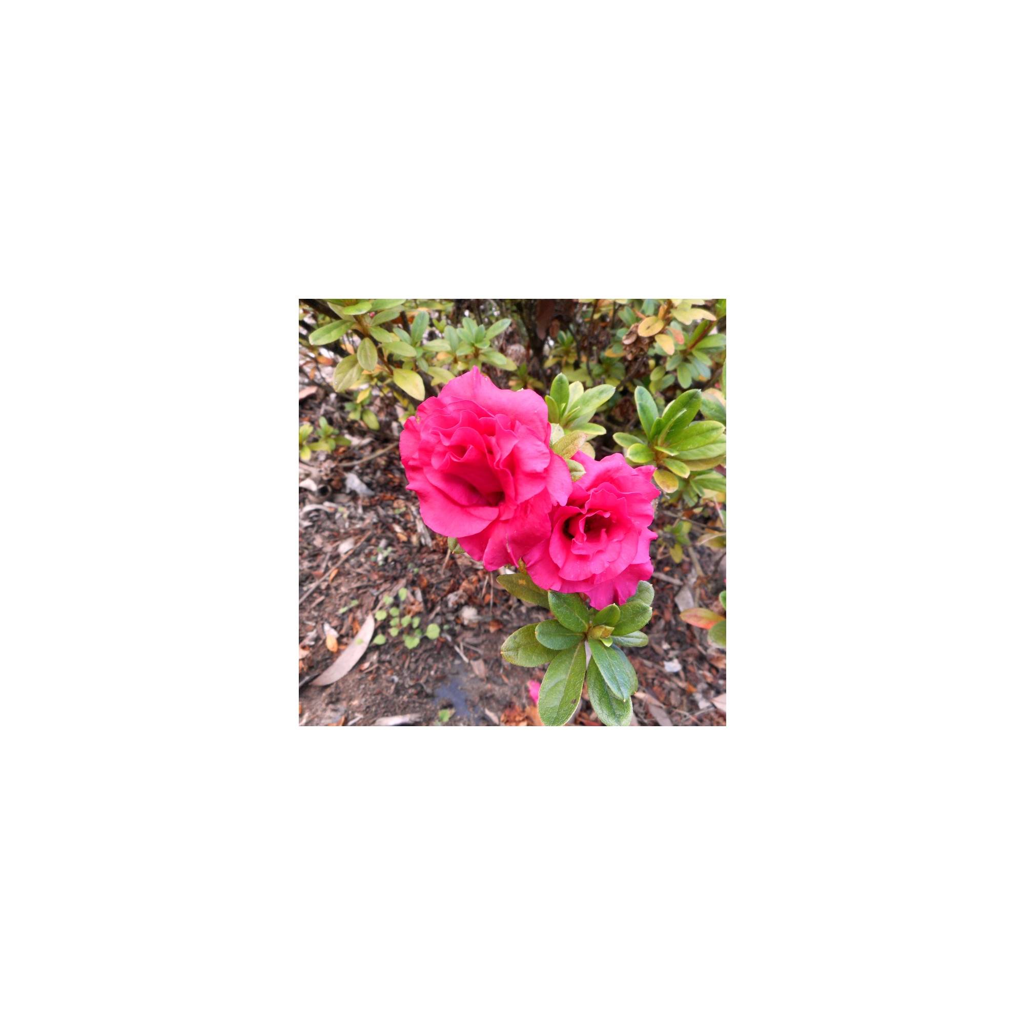 Azalea Prize – Divine Plants Online Shop