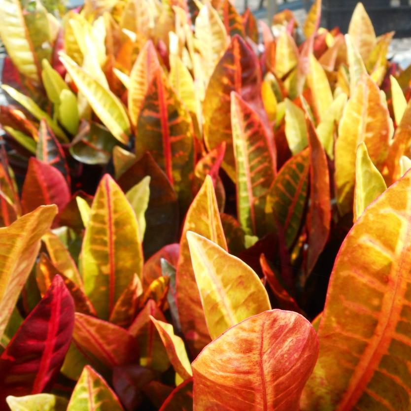 Codiaeum variegatum Aucubaefolia – Divine Plants Online Shop