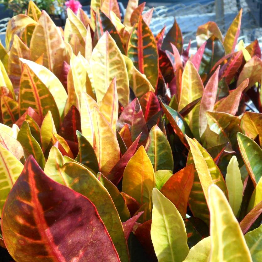 Codiaeum variegatum Aucubaefolia – Divine Plants Online Shop