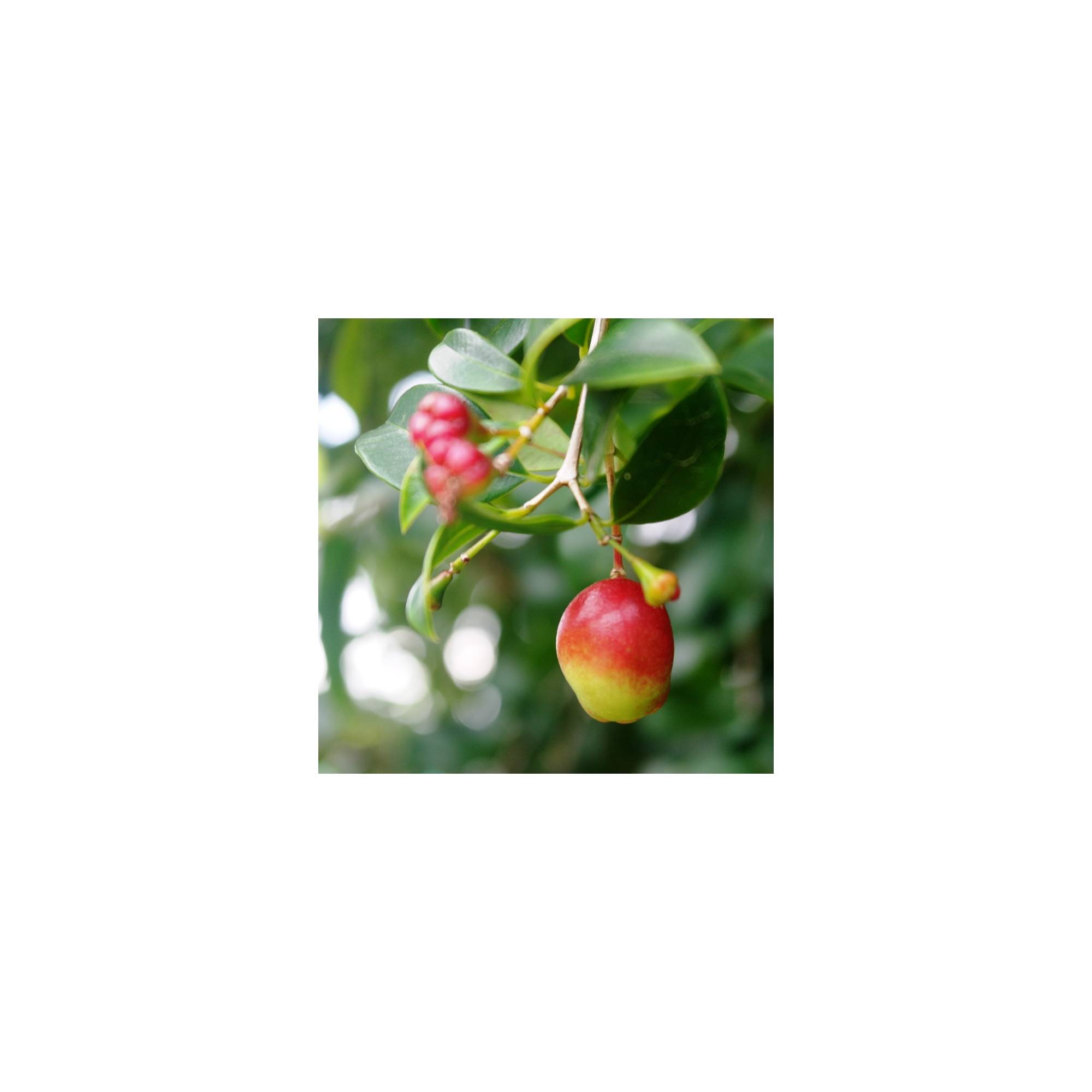 Syzygium australe Aussie Compact – Divine Plants Online Shop