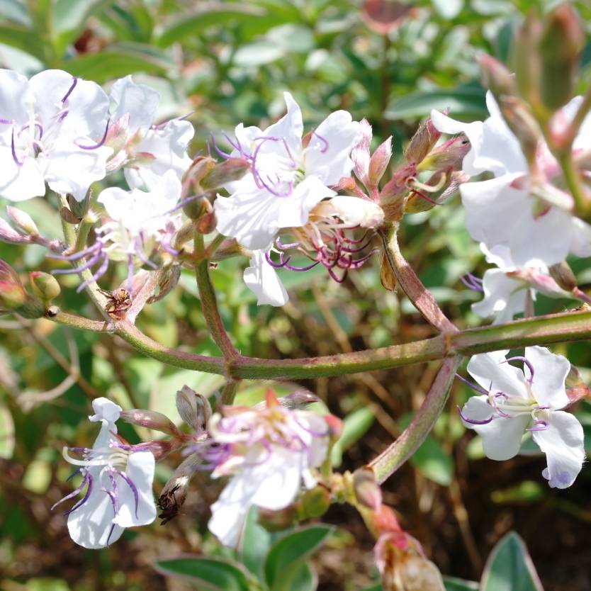 Tibouchina Elsa – Divine Plants Online Shop