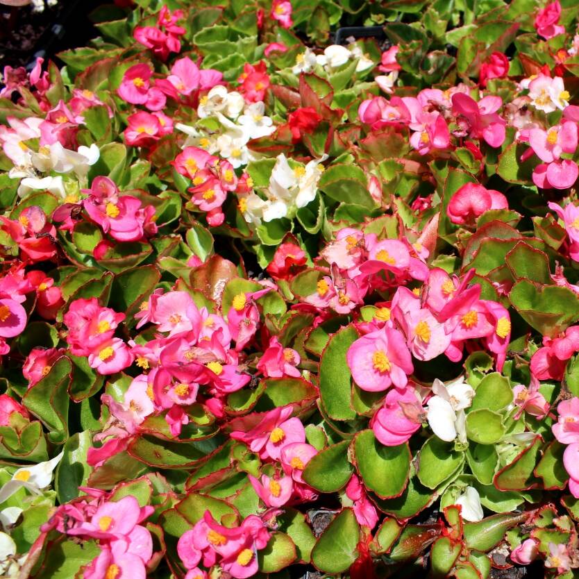 Begonia Ambassador – Divine Plants Online Shop
