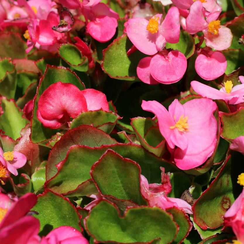Begonia Ambassador – Divine Plants Online Shop