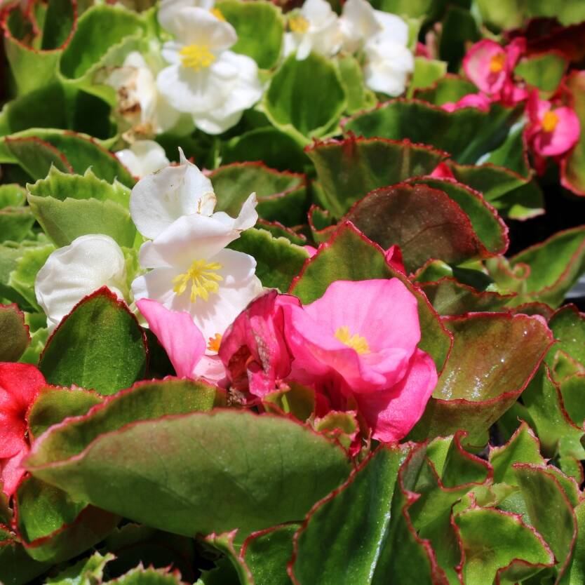 Begonia Ambassador – Divine Plants Online Shop