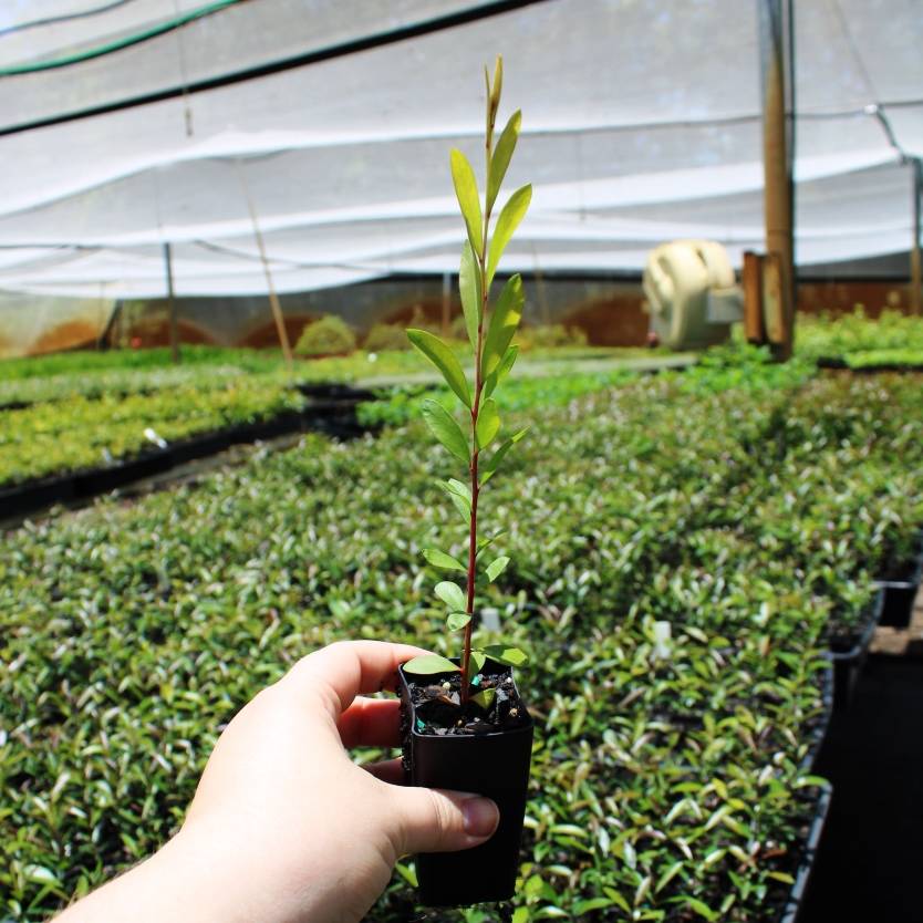 Callistemon pachyphyllus Green – Divine Plants Online Shop